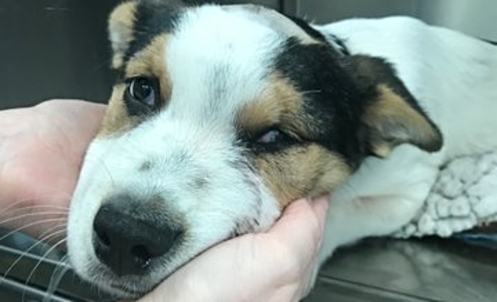 Animal cruelty cases in Cheshire rise by 17%, says RSPCA