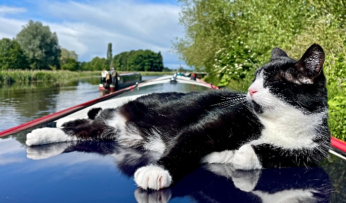 Abandoned RSPCA rescue cat is narrowboat TV star in Nantwich