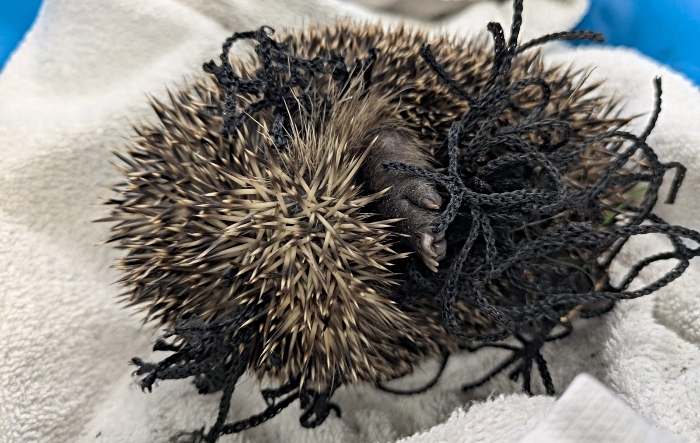 Help RSPCA Stapeley Grange raise funds for wildlife this winter